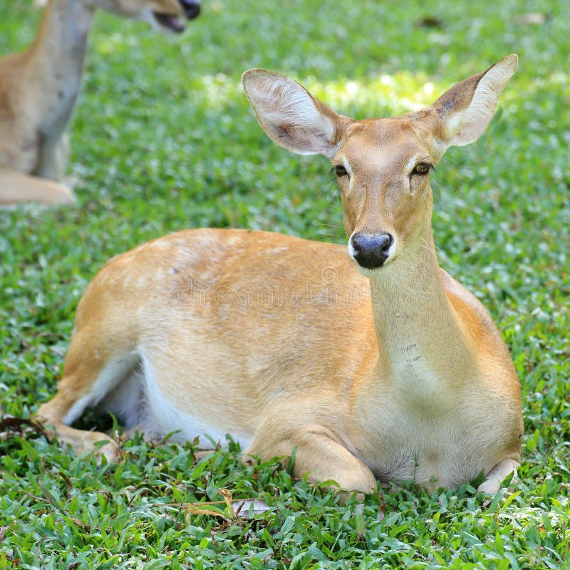 Deer looking something stock image. Image of alone, countryside - 41228917