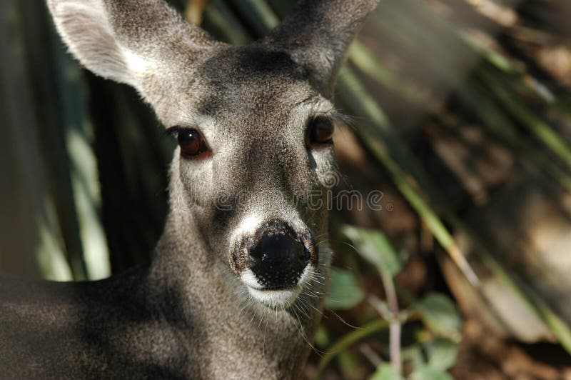 Free Animals (Wildlife) pictures, photos & images - Royalty-Free and ...