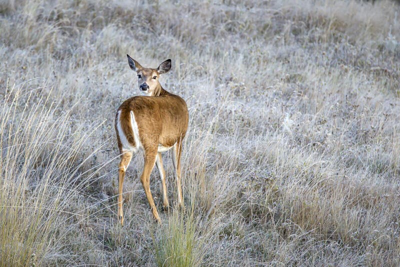 Deer Looks Back at the Camera Stock Photo - Image of mature, range ...