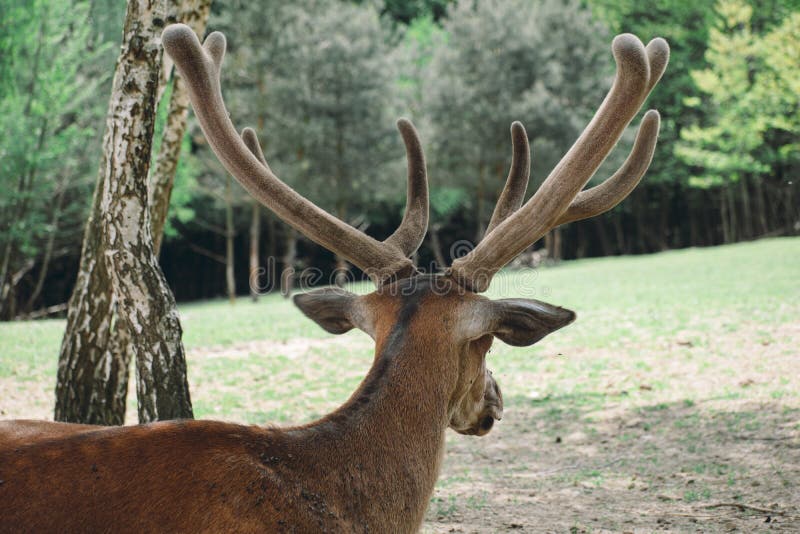 The Deer Looks into the Distance Stock Photo - Image of game, wild ...