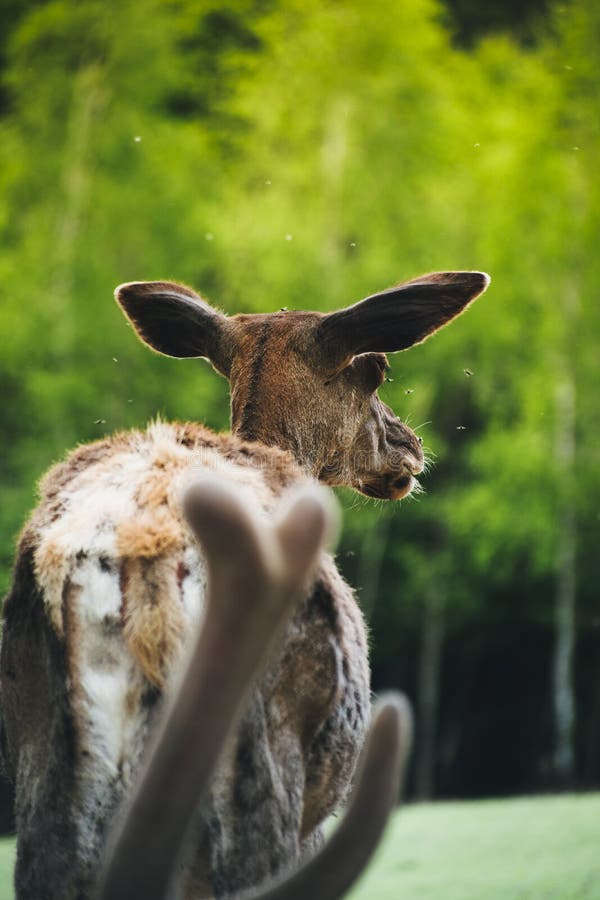 The Deer Looks into the Distance Stock Image - Image of distance, fauna ...