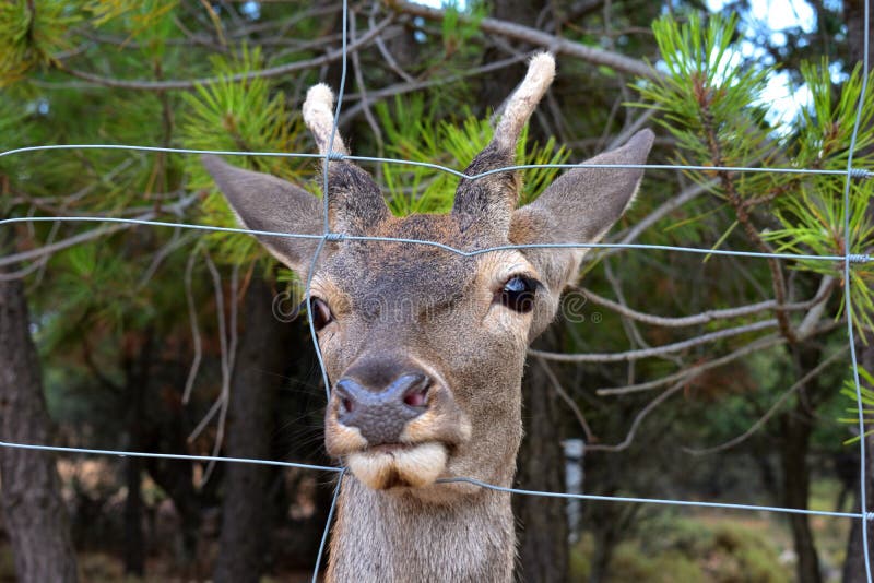 659 Sad Deer Stock Photos - Free & Royalty-Free Stock Photos from ...