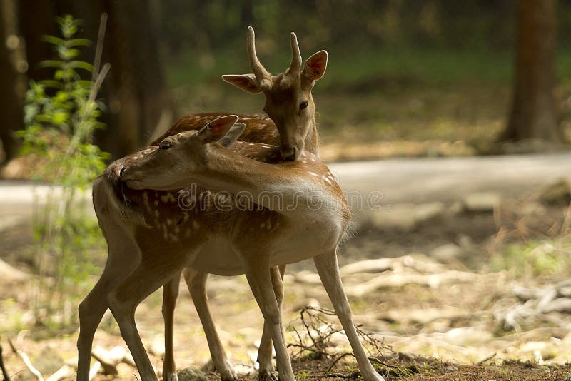 Deer Affection stock photo. Image of deer, mammals, affection - 4524780