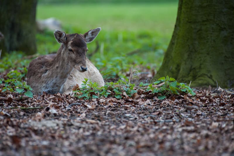 Deer Lying on Forest Ground Stock Image - Image of looking, ground ...