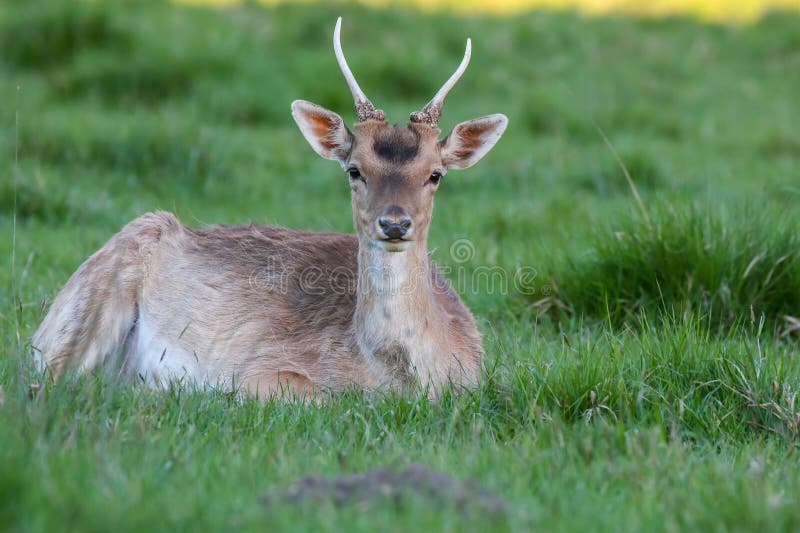 Deer Lying on Grassland and Looking at Camera Stock Image - Image of ...