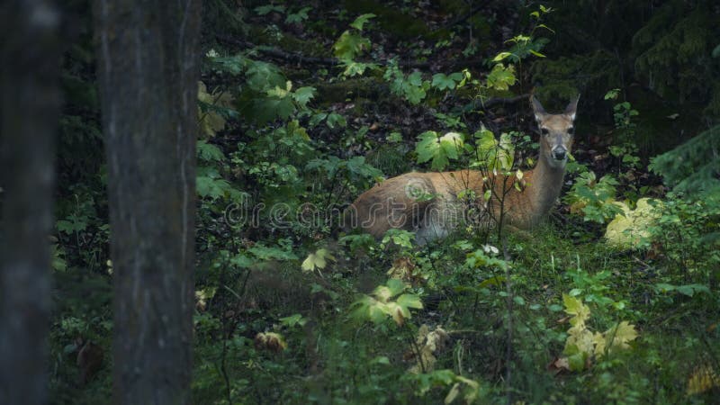 A Deer Lying on the Ground between the Pine Trees in the Forest Stock ...