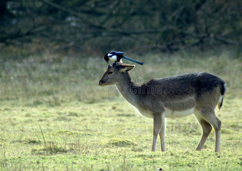 Deer and magpie stock photo. Image of bird, magpie, crow - 6278244