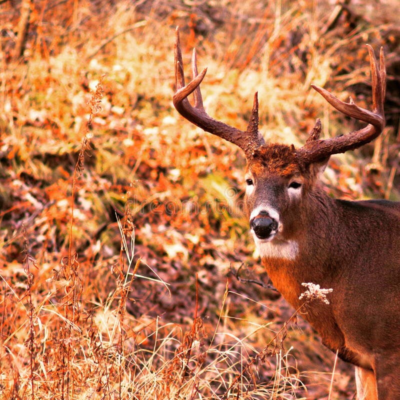 Deer stock image. Image of fall, deer, whitetail, summer - 134594463
