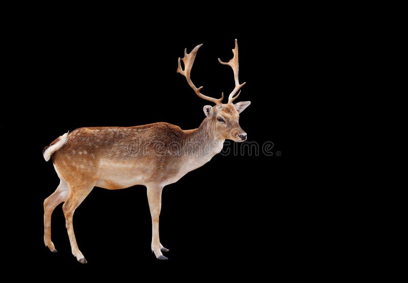 Whitetail buck stock image. Image of trophy, buck, isolated - 16482721
