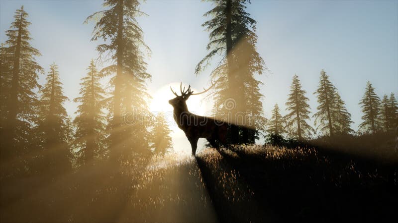 Deer Male in Forest at Sunset Stock Image - Image of estrus, landscape ...
