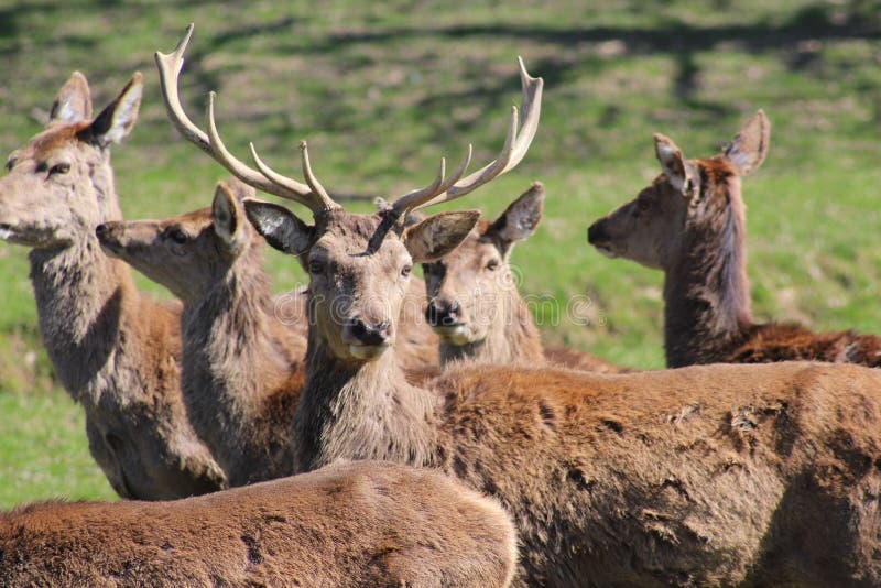 Deer male with horns stock photo. Image of moose, male - 55735942