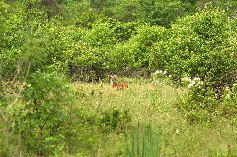 Deer in a Meadow stock photo. Image of field, grass, preserve - 4654