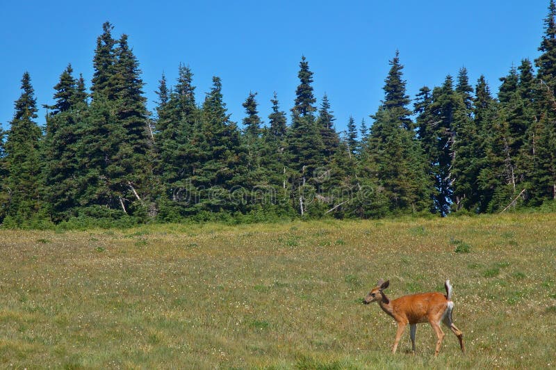 Deer in a meadow stock image. Image of exploration, evergreen - 1235371
