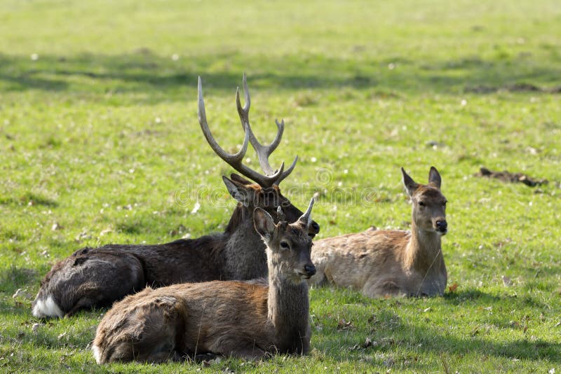 Deer in a meadow stock photo. Image of graze, animal - 144687370