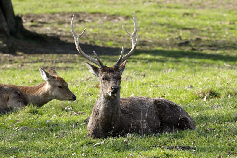 Deer in a meadow stock photo. Image of animals, grazing - 144687442