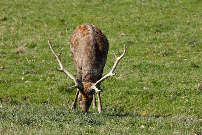 Deer in a meadow stock photo. Image of meadow, animals - 144687710