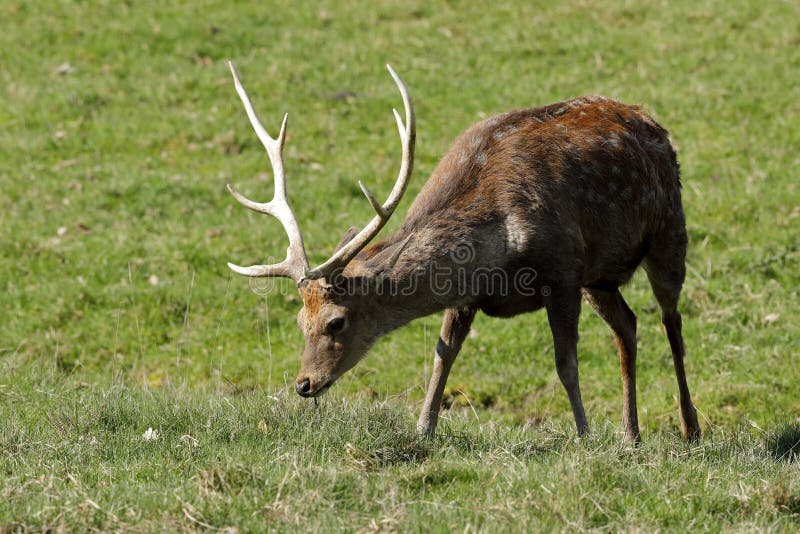 Deer in a meadow stock image. Image of antler, horns - 144688083
