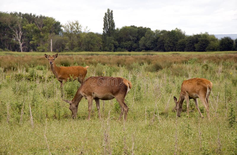 Deer in a meadow stock image. Image of graze, alava, fallow - 21786753