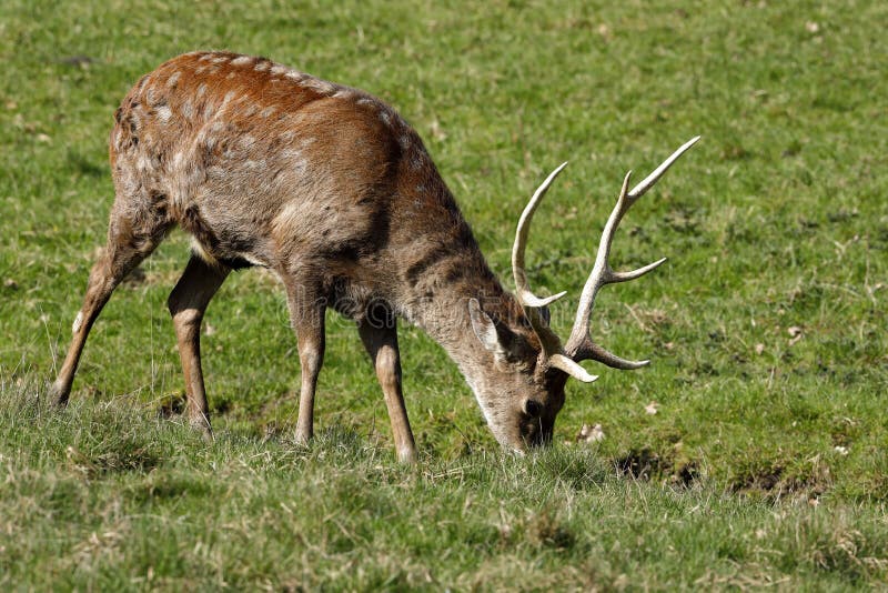 Deer in a meadow stock photo. Image of field, deer, herd - 144687962