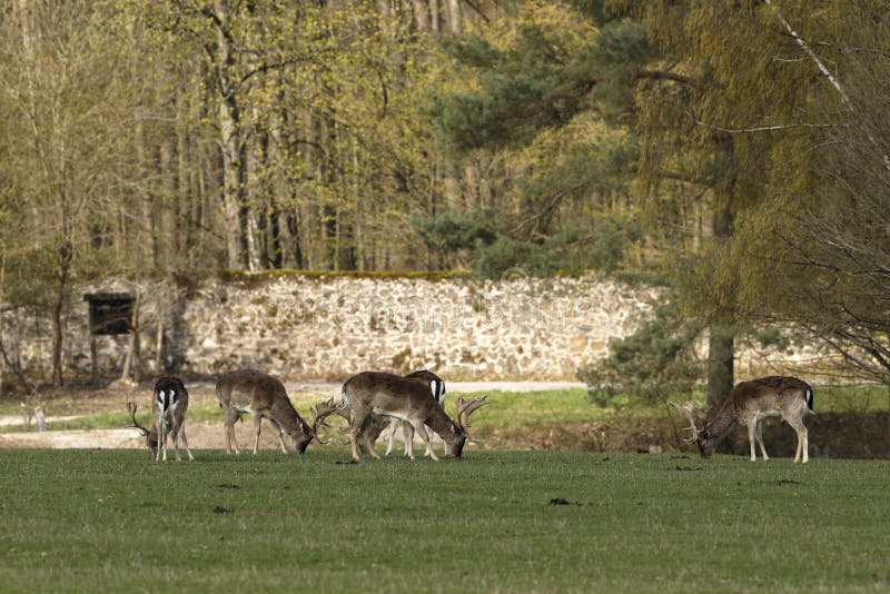 Deer in a meadow stock photo. Image of mammal, wild - 144689156
