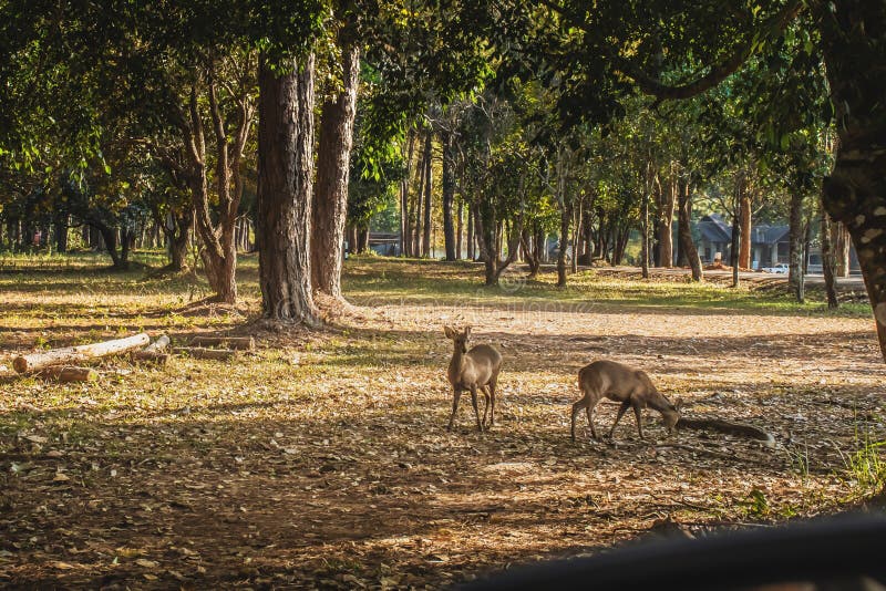 Deer in the Meadow Wildlife Conservation Area Stock Photo - Image of ...