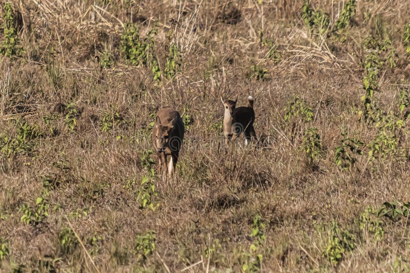 Deer in the Meadow Wildlife Conservation Area Stock Image - Image of ...