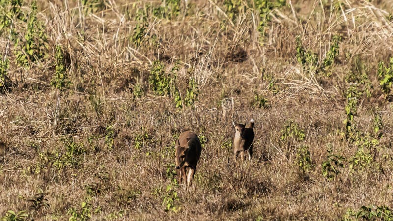 Deer in the Meadow Wildlife Conservation Area Stock Image - Image of ...