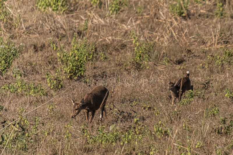 Deer in the Meadow Wildlife Conservation Area Stock Photo - Image of ...