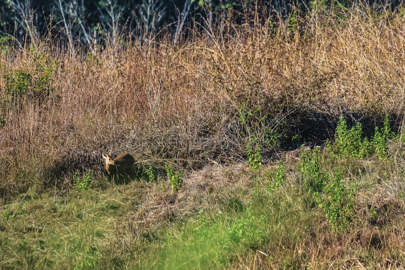Deer in the Meadow Wildlife Conservation Area Stock Image - Image of ...
