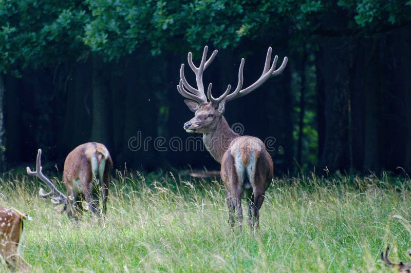 Fallow deer stock photo. Image of deer, animal, feeding - 3682066