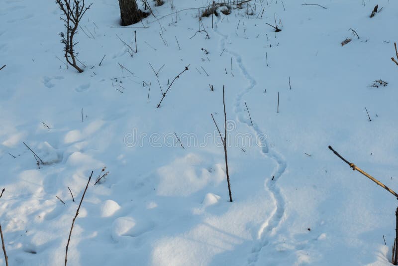 Deer Mouse Trails in the Snow Stock Photo - Image of outdoor, mice ...