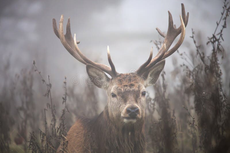 Deer stock photo. Image of outdoor, beauty, environment - 16434258