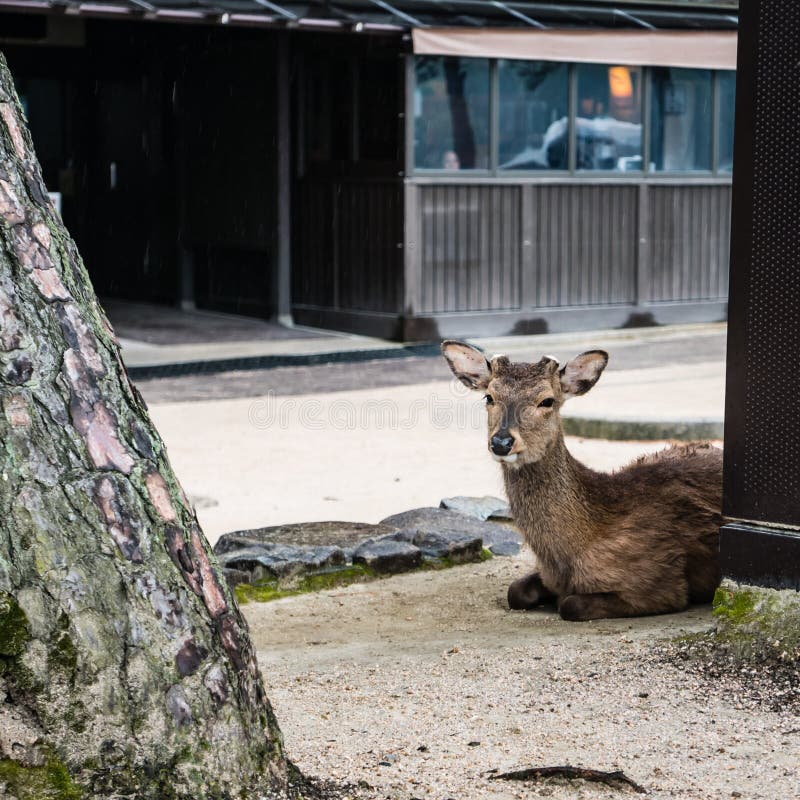A deer on Miyajima Island stock image. Image of japan - 88738929