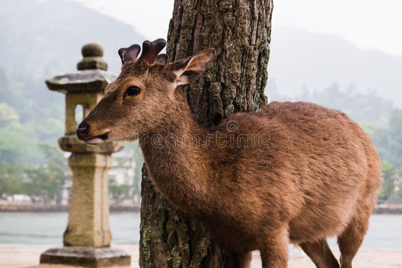 A deer on Miyajima Island stock photo. Image of heritage - 88738948