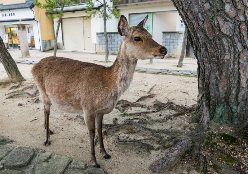 A deer on Miyajima Island stock photo. Image of asia - 88738972