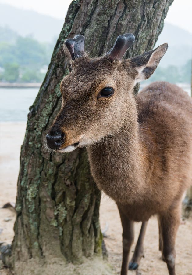 A deer on Miyajima Island stock photo. Image of shinto - 88738994