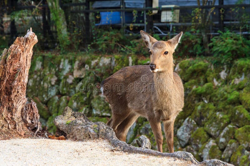 Deer on Miyajima island stock photo. Image of park, tourist - 99275716