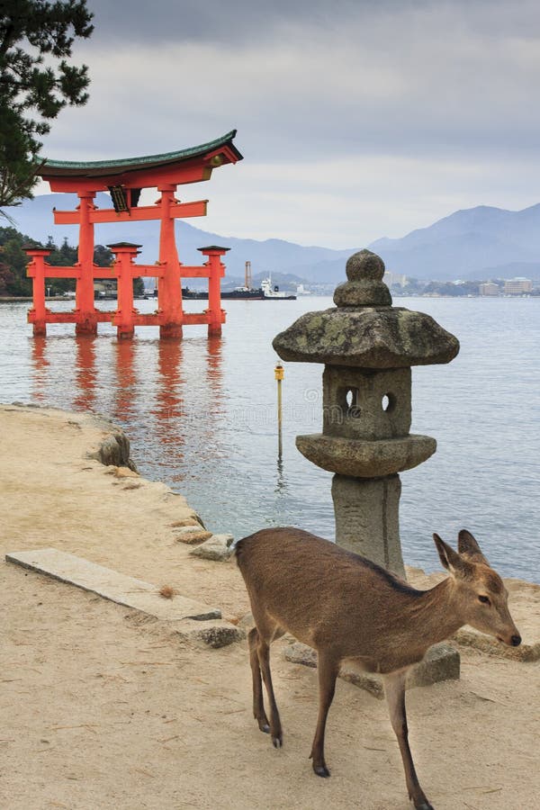 Deer in Miyajima Island stock image. Image of background - 99315577