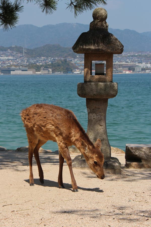 Deer in miyajima - japan stock photo. Image of deer - 355136100