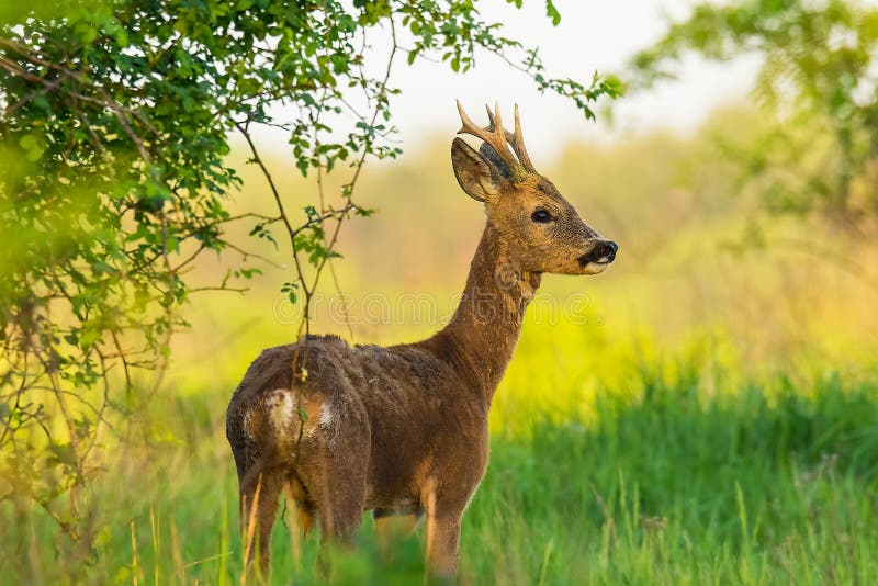 Deer is on the Morning Grassland Stock Photo - Image of colourful ...