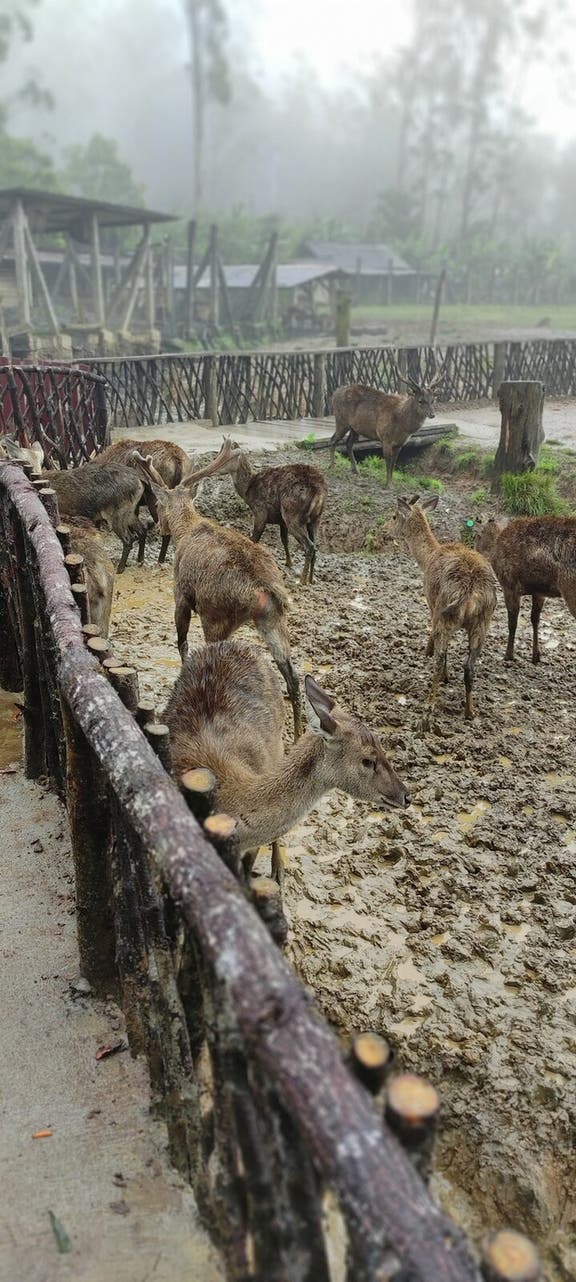 Deer in the Morning Inside the Cage Stock Image - Image of inside, deer ...