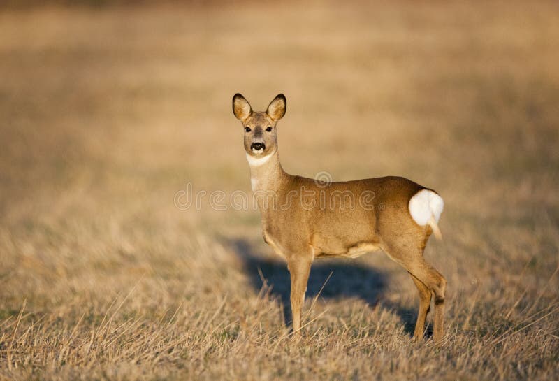 Deer in morning light stock image. Image of early, sweden - 54990775