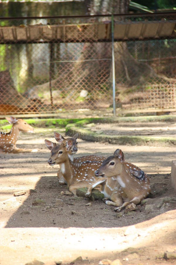 Deer in the Morning at the Zoo Stock Photo - Image of group, resting ...
