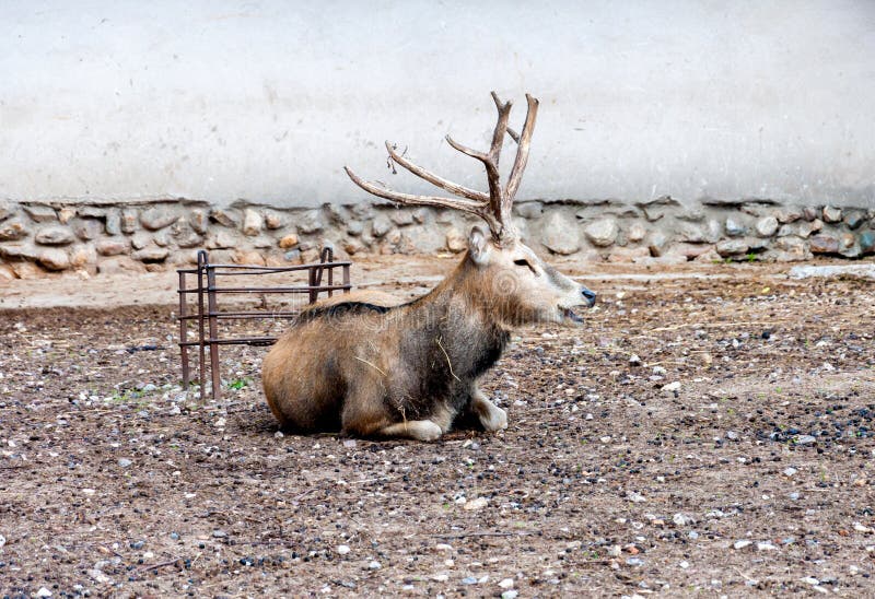 Zoo Animals, Moscow, Russia Stock Image - Image of park, flamingo: 70322585
