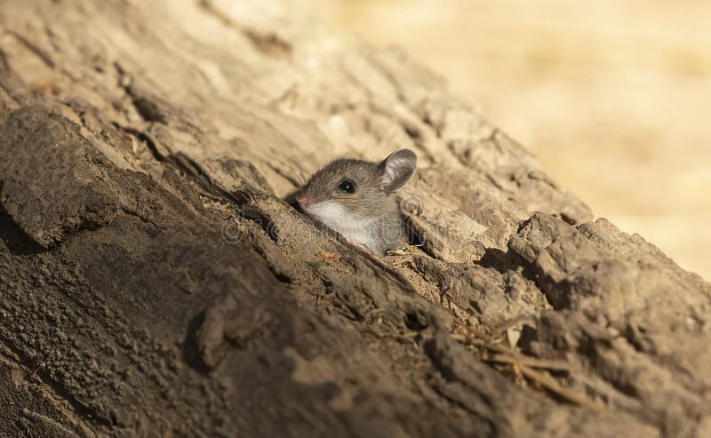 The Deer Mouse Peromyscus Maniculatus North American Native Rodent ...