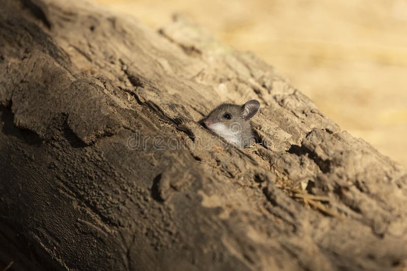 The Deer Mouse Peromyscus Maniculatus North American Native Rodent ...