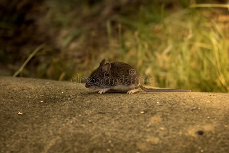 The Deer Mouse (Peromyscus Maniculatus) Stock Photo - Image of ecology ...