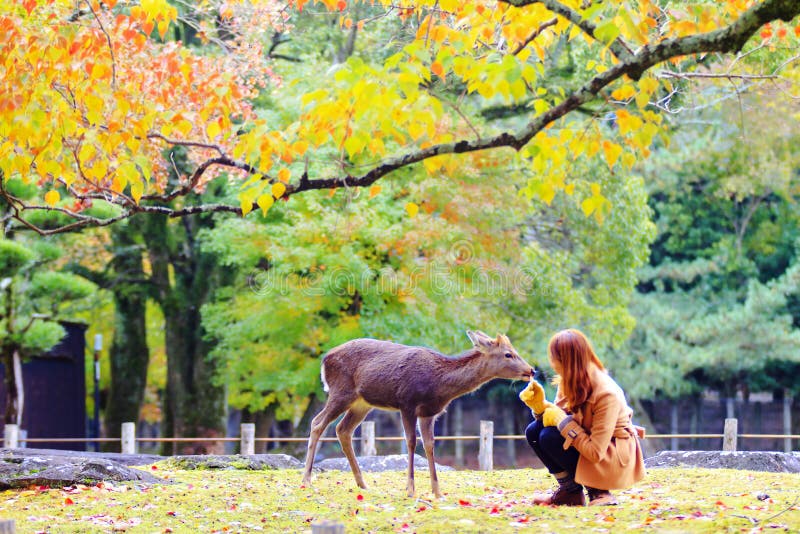 Deer of Nara at Fall Season, Nara Japan Stock Image - Image of great ...