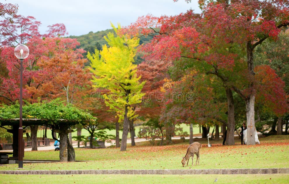 Deer in Nara, Japan, at Fall Stock Image - Image of deer, nara: 25418915