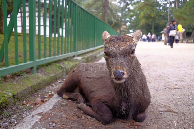 Deer at Nara Park stock image. Image of cute, nara, animals - 80880189